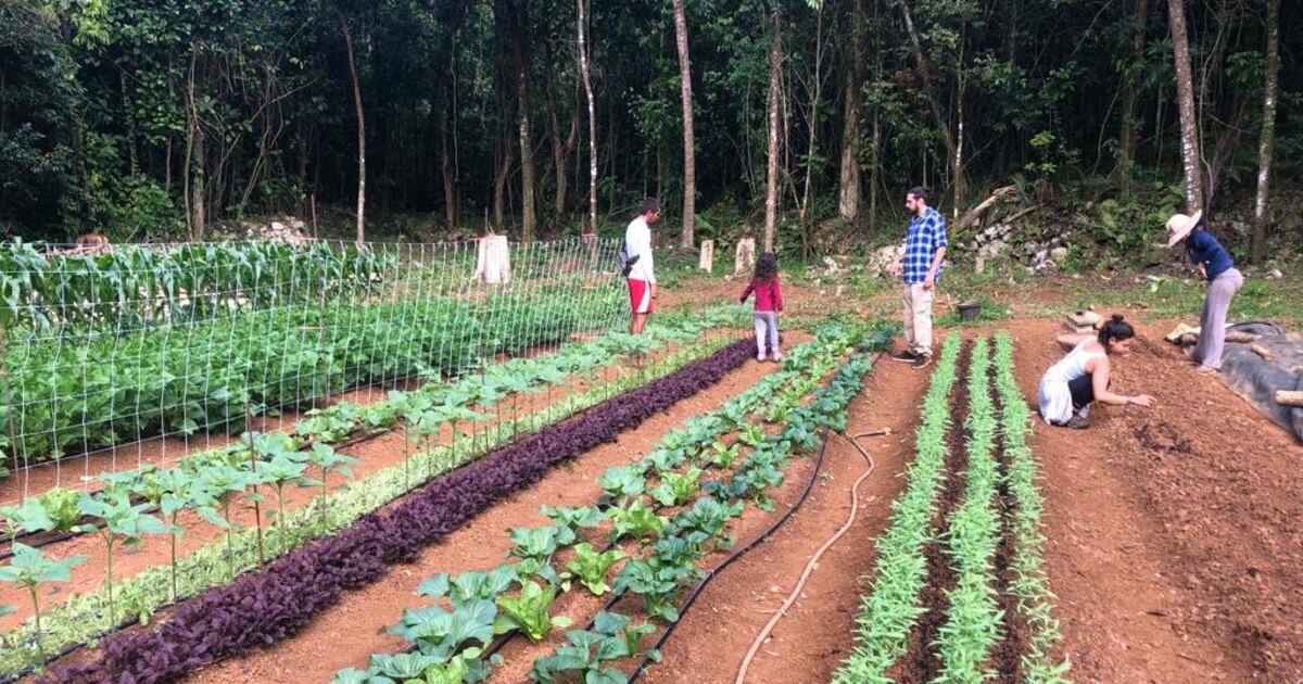 Abren Convocatoria Para Solicitar Al Curso De Productores Y Promotores