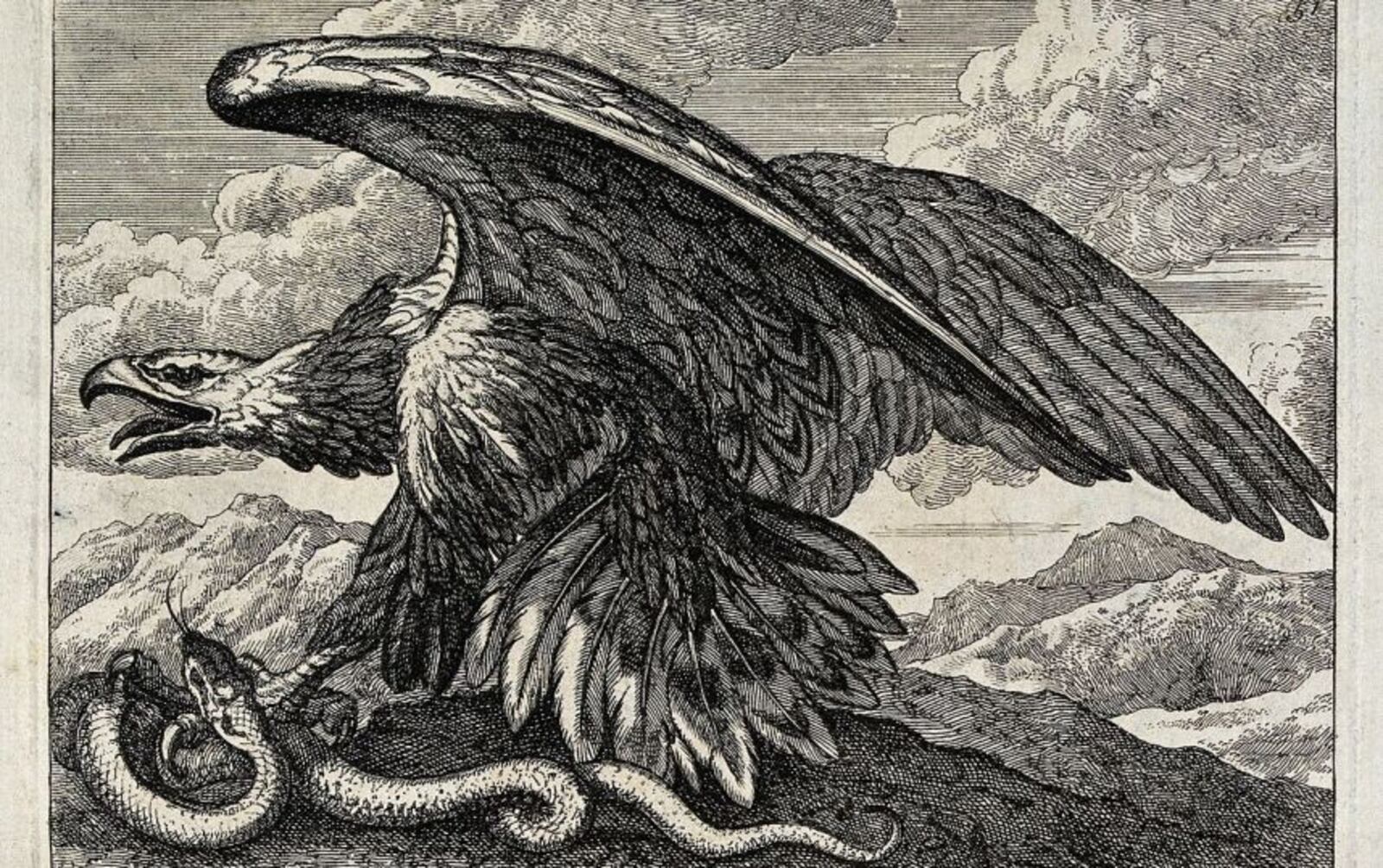 Halcón deja caer una serpiente sobre parrillada familiar – Metro Puerto ...