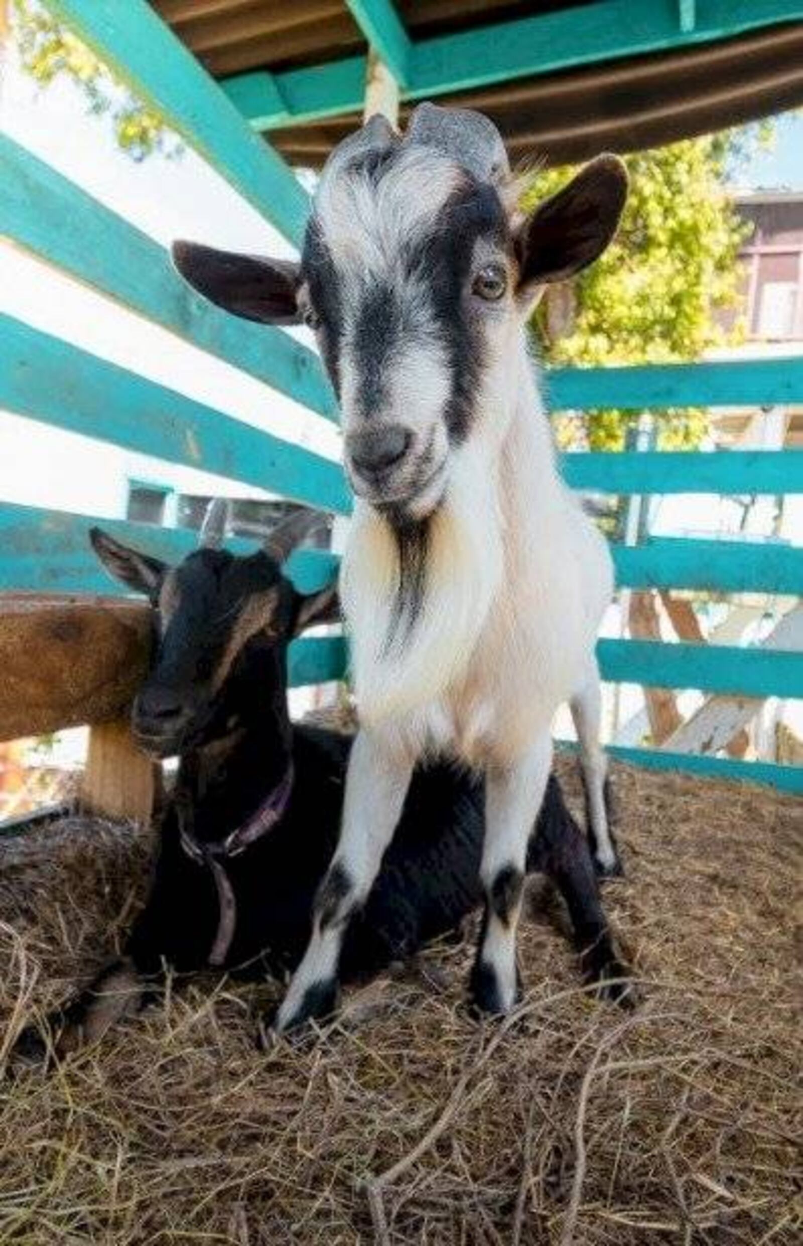 Don Pello: un café boricua excepcional – Metro Puerto Rico